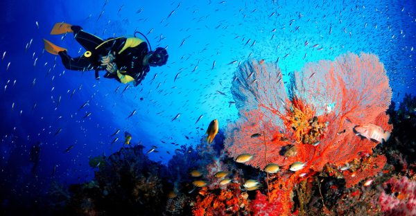 10 Tips For Divers To Protect The Ocean - Fly & Sea Dive Adventures