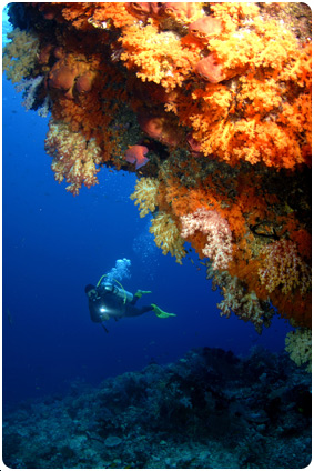 Misool Eco Resort - Fly & Sea Dive Adventures