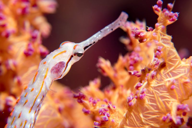 Why is the Red Sea called the "Red Sea"? - Fly & Sea Dive Adventures