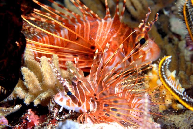 Banda Sea - Fly & Sea Dive Adventures