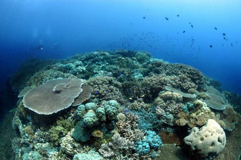 Where is the Coral Triangle? - Fly & Sea Dive Adventures