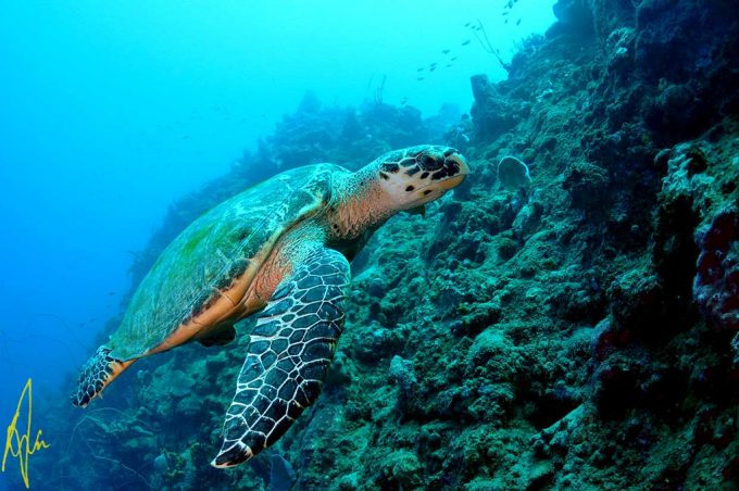 Dominica - Fly & Sea Dive Adventures