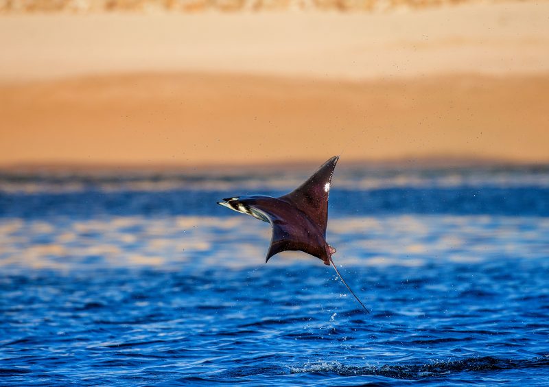 Sea of Cortez - Fly & Sea Dive Adventures