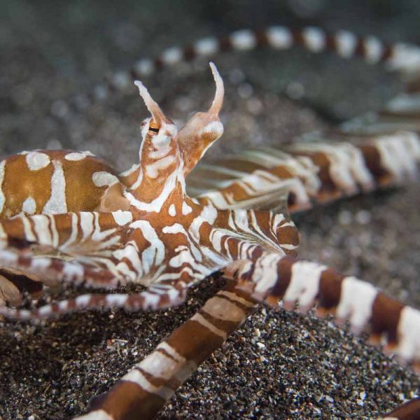 Lembeh Resort - Fly & Sea Dive Adventures